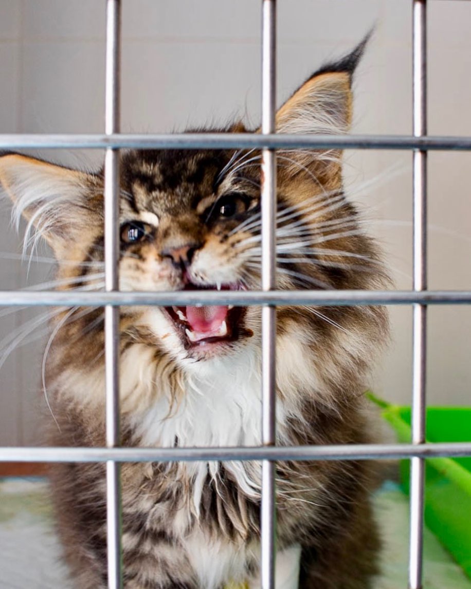 Gengivite nei gatti: cos’è, come trattarla e cosa fare per prevenirne ...