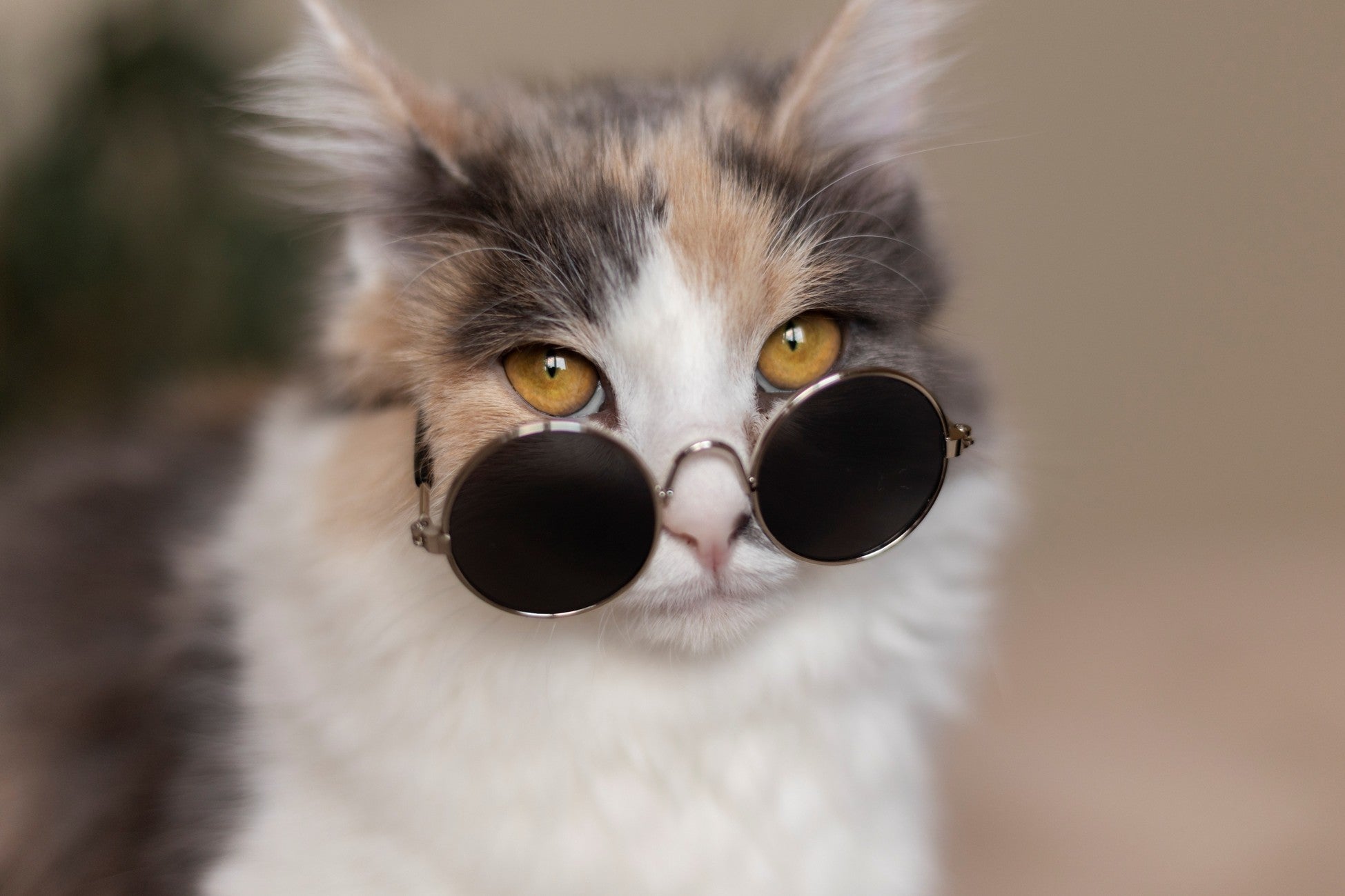 La personalidad de los gatos: un universo felino por descubrir – KUNKAY