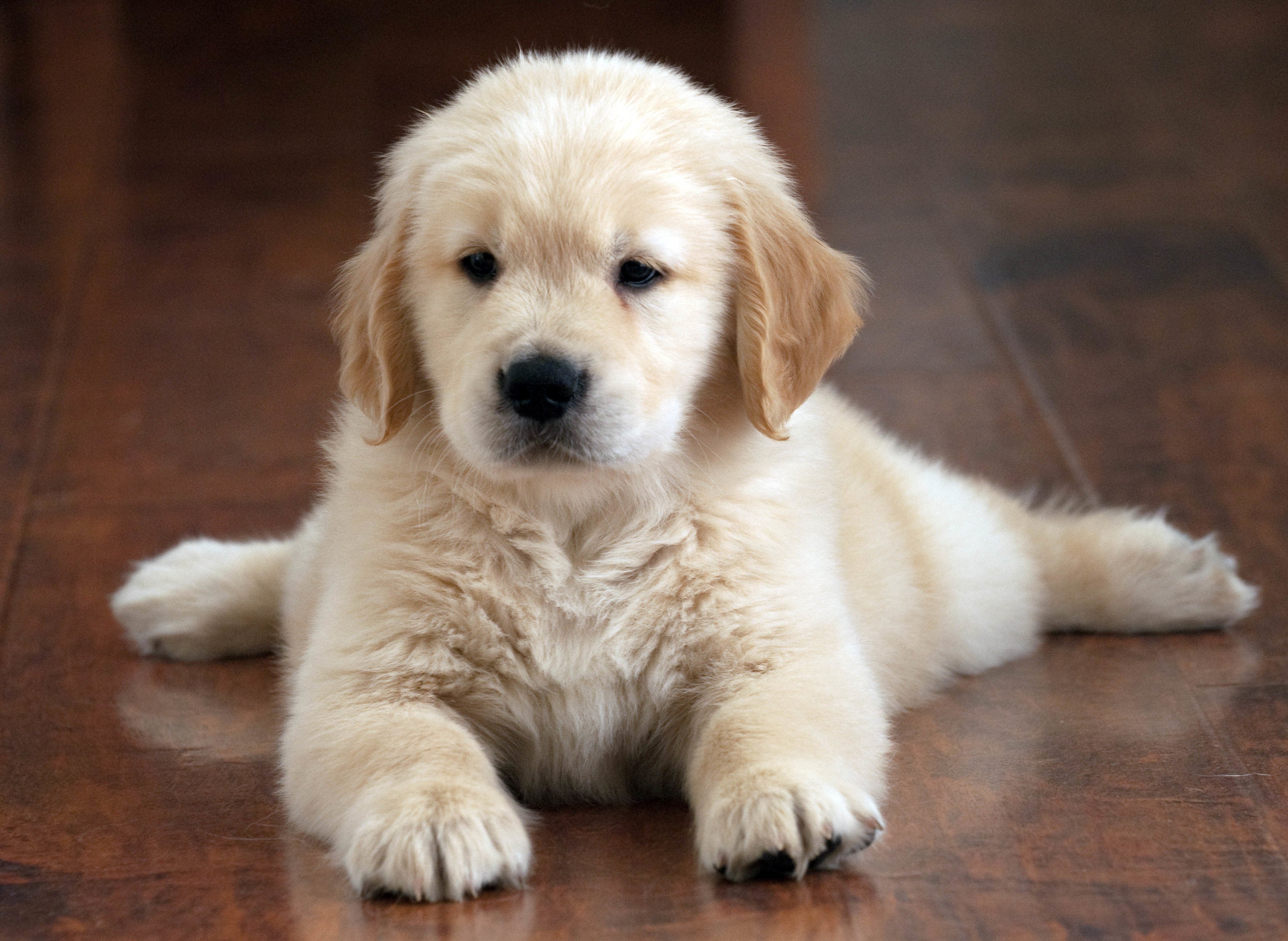 Consejos para los primeros meses de un cachorro – KUNKAY