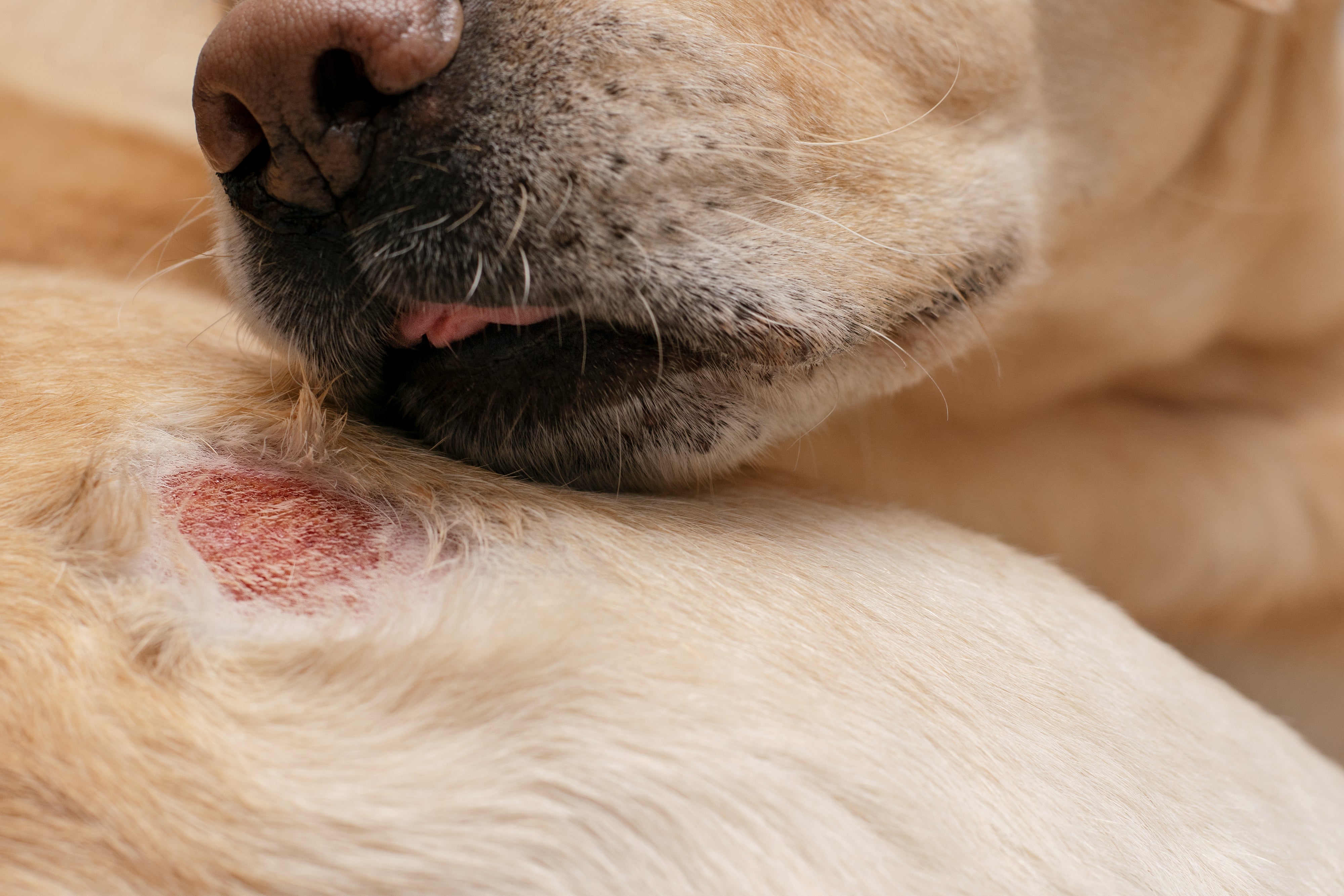 Dermatitis en perros: Síntomas principales y tratamiento – KUNKAY