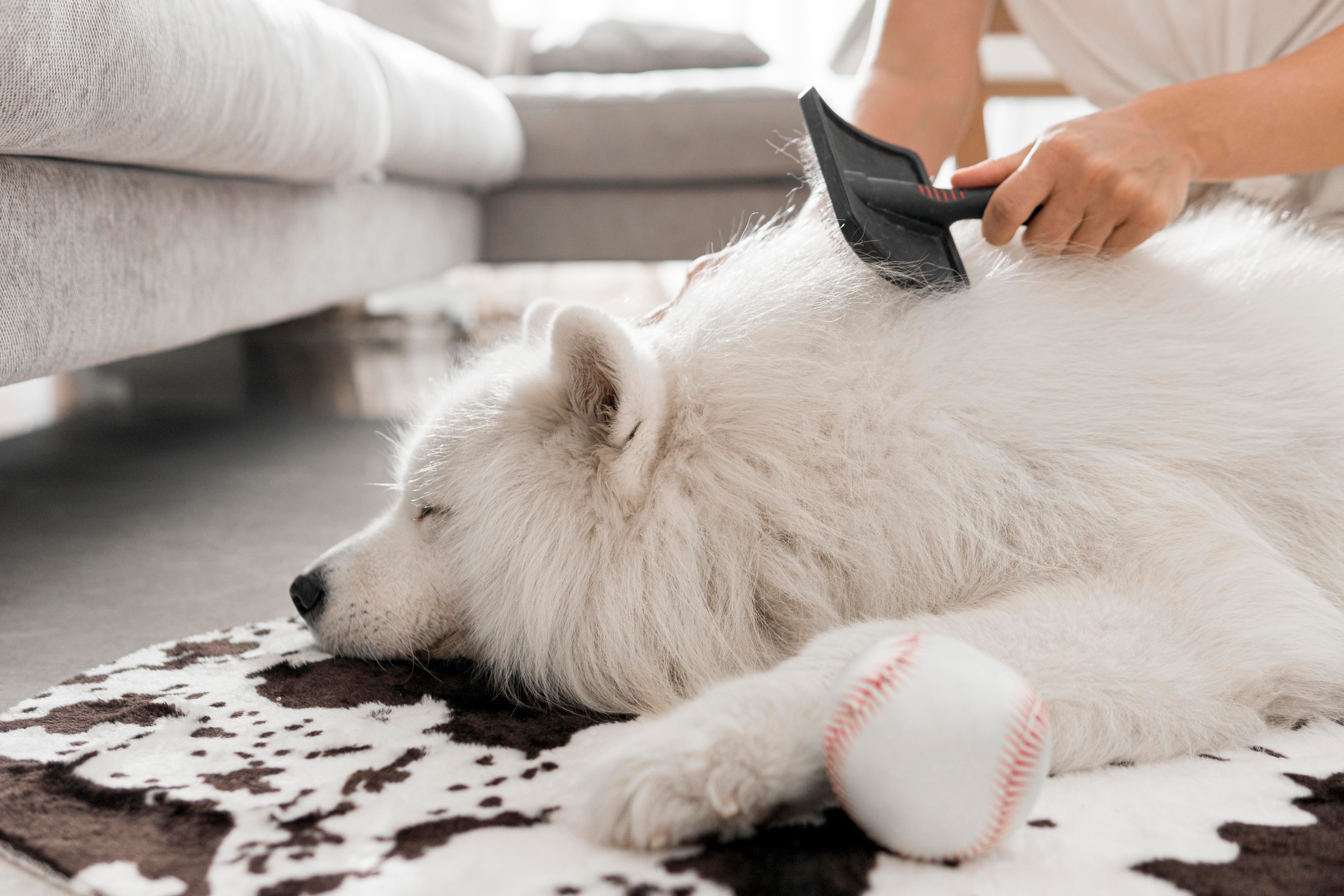 Why is your dog or cat losing hair? The truth behind dermatitis – KUNKAY